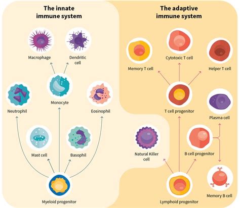 Cells Of The Immune System In 2024