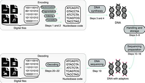 process overview of dna data storage the protocol includes the steps download scientific