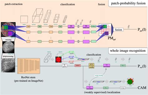13 comparison of patch based classification and whole image download scientific diagram