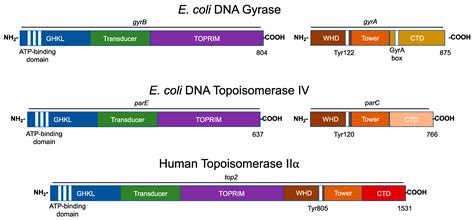 Type II Topoisomerases Encyclopedia MDPI