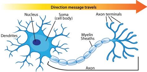 Describe Structure Of Neuron With Diagram Draw A Labelled Di