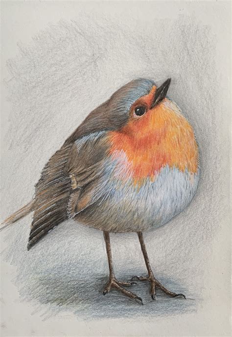 How To Draw A Bird Colored Pencils Artofit