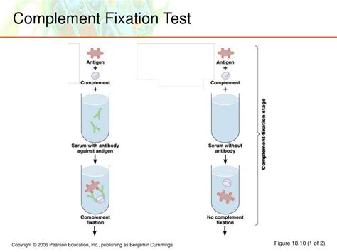 ppt practical applications of immunology powerpoint presentation free download id 6155647