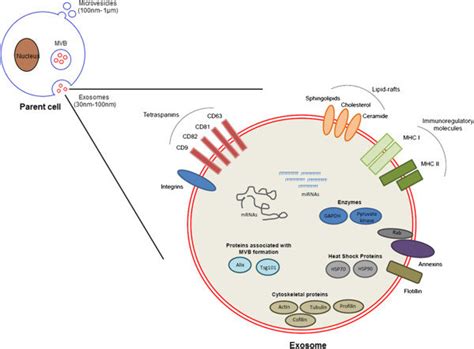 Composition Of Exosomes Exosomes And Microvesicles Are Membrane Bound