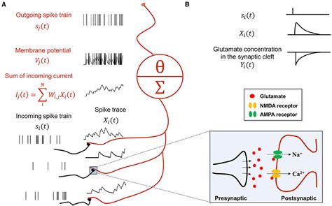 frontiers predictive coding with spiking neurons and feedforward gist signaling