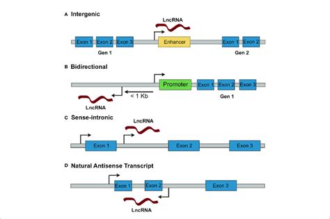 Classification Of LncRNAs According To Their Genomic Position A