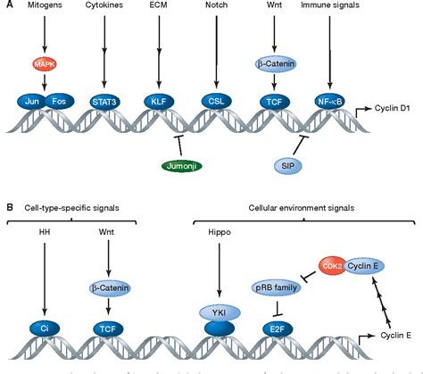 Cell Proliferation Pathways Tacitceiyrs