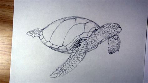 How To Draw A Sea Turtle Step By Step Let S Draw Today
