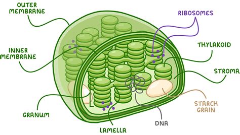 Chloroplast Structure Revision Notes A Level Biology OCR Cognito