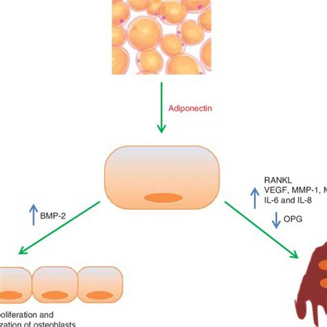 Schematic Representation Of Regulation Of Bone Metabolism By