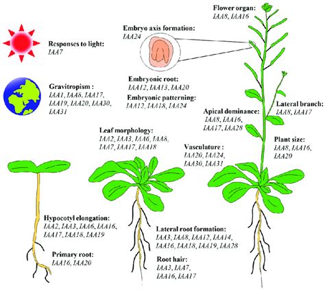Summary Of The Functions Of Aux IAA Genes In Growth And Development