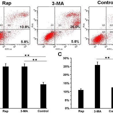 Rapamycin And 3 MA Induce Apoptosis In Naked Mole Rat Hepatic Stellate