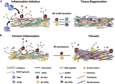 Frontiers Macrophage Extracellular Matrix Interactions Perspectives