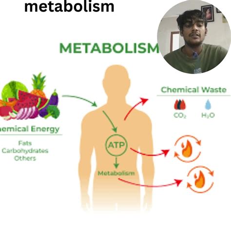 What Is Metabolism Short Explanation Metabolism Biology Science