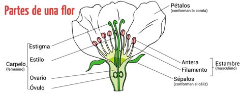 Organo Sexual Femenino De Una Planta Con Flor Dinami