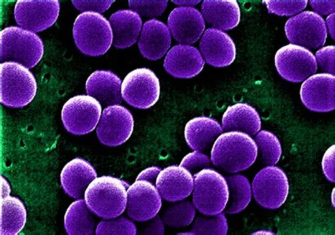 Staphylococcus Bacteria Shape