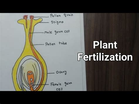 Fertilization In Plants Diagram To Show