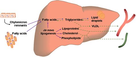 Hydrogen Sulfide And Hepatic Lipid Metabolism A Critical Pairing For