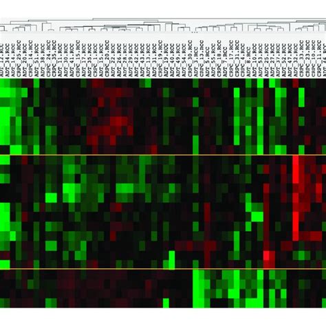 Heatmap Plot Of MRNA Expression Levels Of DNA Repair Genes And AR V