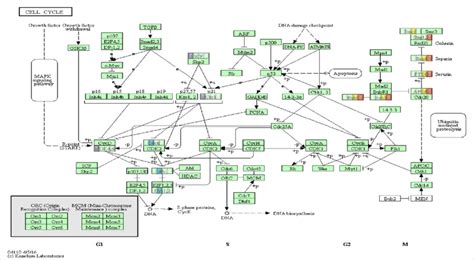 Visualization Of Identified KEGG Cell Cycle Pathway Routes Each Node