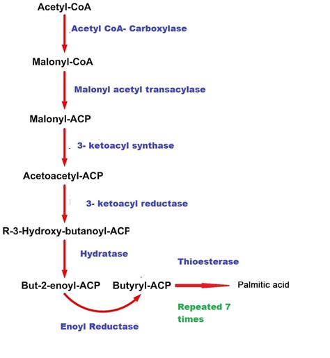 Acetyl Coa Carboxylase Pathway