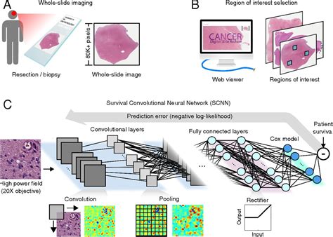 predicting cancer outcomes from histology and genomics using convolutional networks pnas