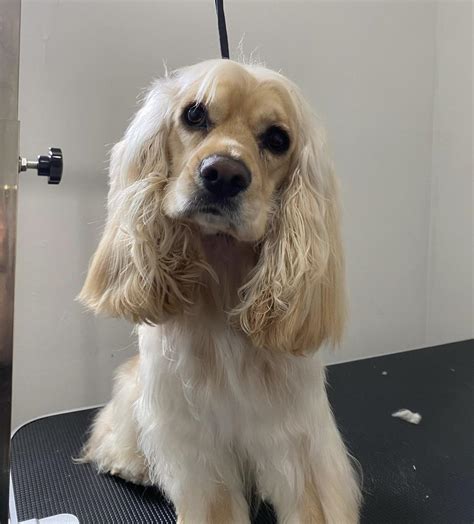 Freshly Groomed Beautiful Millie Girl 💕 Rcockerspaniel