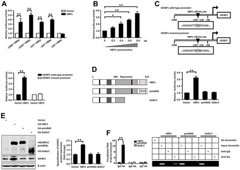 HBP1 Inhibits The Development Of Type 2 Diabetes Mellitus Through