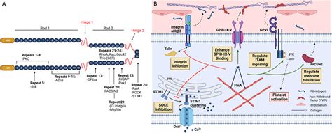 Frontiers Filamin A In Platelets Bridging The Signaling Gap