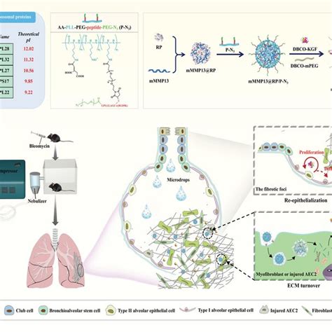In Vitro Transfection Efficiency Of MRNA Nanoformulations In