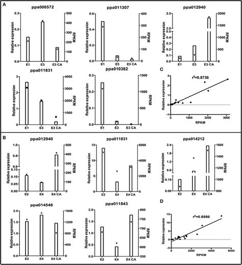validation of rna seq results using real time pcr qrt pcr to confirm download scientific