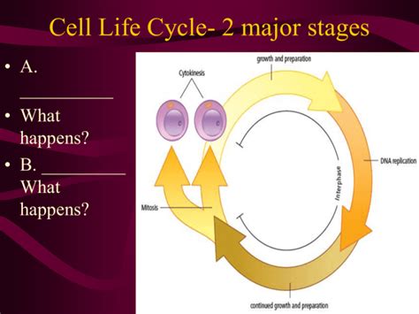 Ch5 6 Ppt Asexual Vs Sexual Reproduction