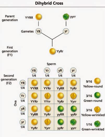 dihybrid cross