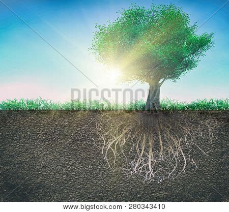 Tree Soil Roots Grass Image Photo Free Trial Bigstock