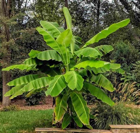The Musa Basjoo Banana Tree Minneopa Orchards