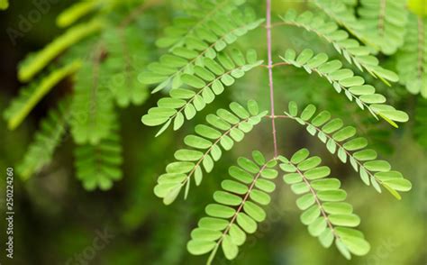 Small Leaves On The Branches Of Trees In The Park Stock Photo Adobe Stock