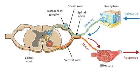 Dorsal Root Ganglion Unraveling The Secrets Beneath Your Spine