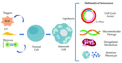 Representation Of The Hallmarks Of Cellular Senescence Different