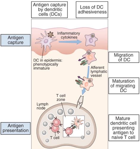 Module 6 T Cell Activation And Effector Functions B Cell Activation