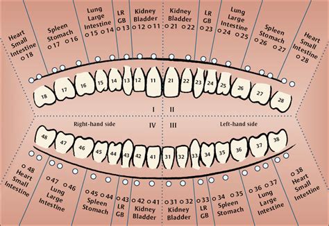 Pain-Free Teeth? This Chinese Medicine Tooth Meridian Chart Holds the ...