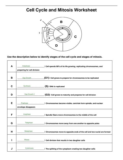 Cell Cycle Answers Worksheet – Free Printable Practice Sheets Pdf - DID ...