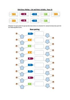 Dna Base Pairing Worksheet - SCIENCE EDUCATION