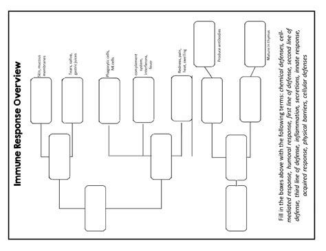 Immune Response Overview Worksheet – Free Printable Practice Sheets Pdf ...