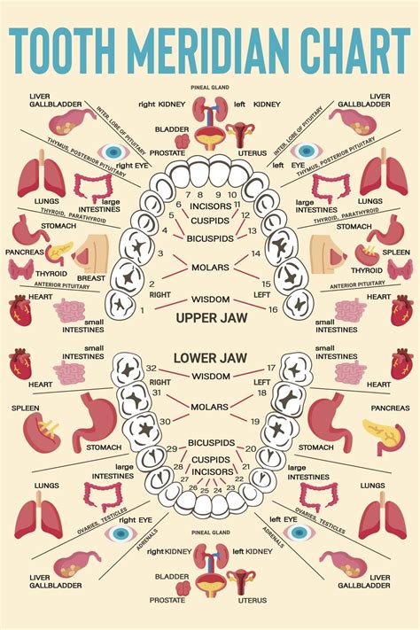 Never Visit the Dentist Again? This Chart Might Help (Chinese Medicine ...