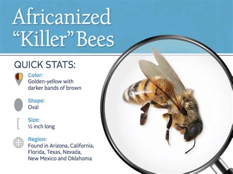 Unveiling the Mysteries of Africa's Potent African Bees - Berkeley ...