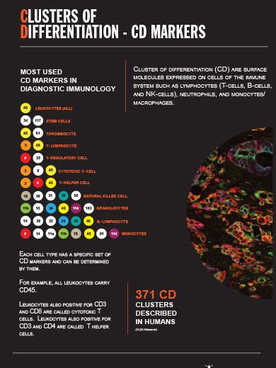 Understanding Cluster of Differentiation in Immune Cell Analysis ...