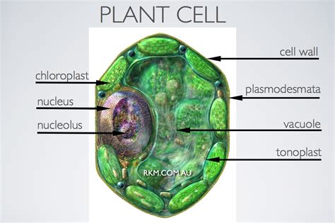 5 Plant Cell Parts - Berkeley Learning Hub