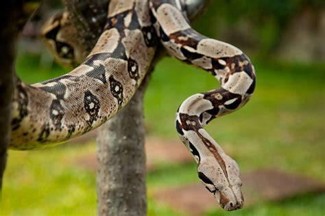 Unravel the Mysteries of the Snake Boa Python: A Guide to the Reptile ...