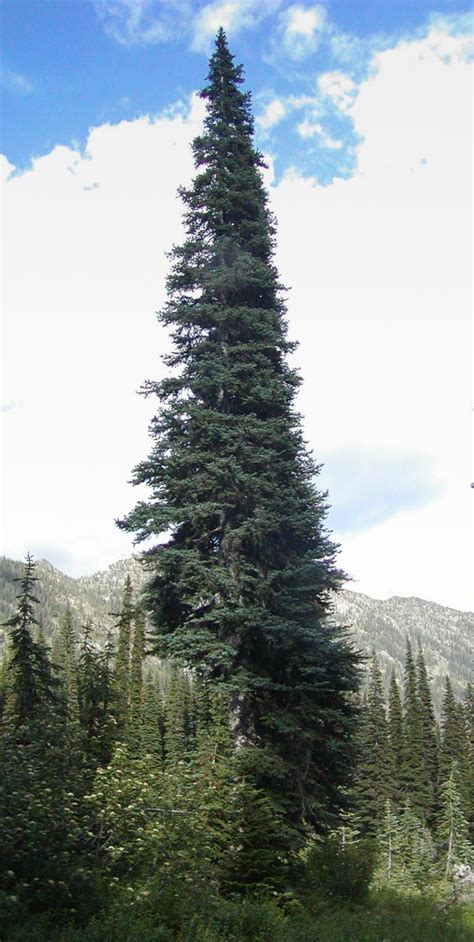 Subalpine Fir Tree - Berkeley Learning Hub