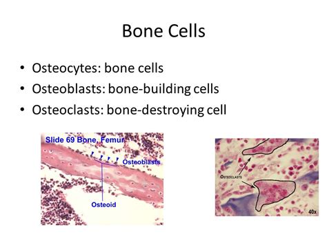 What Are Bone Building Cells - Amgen DevOps Accelerator
